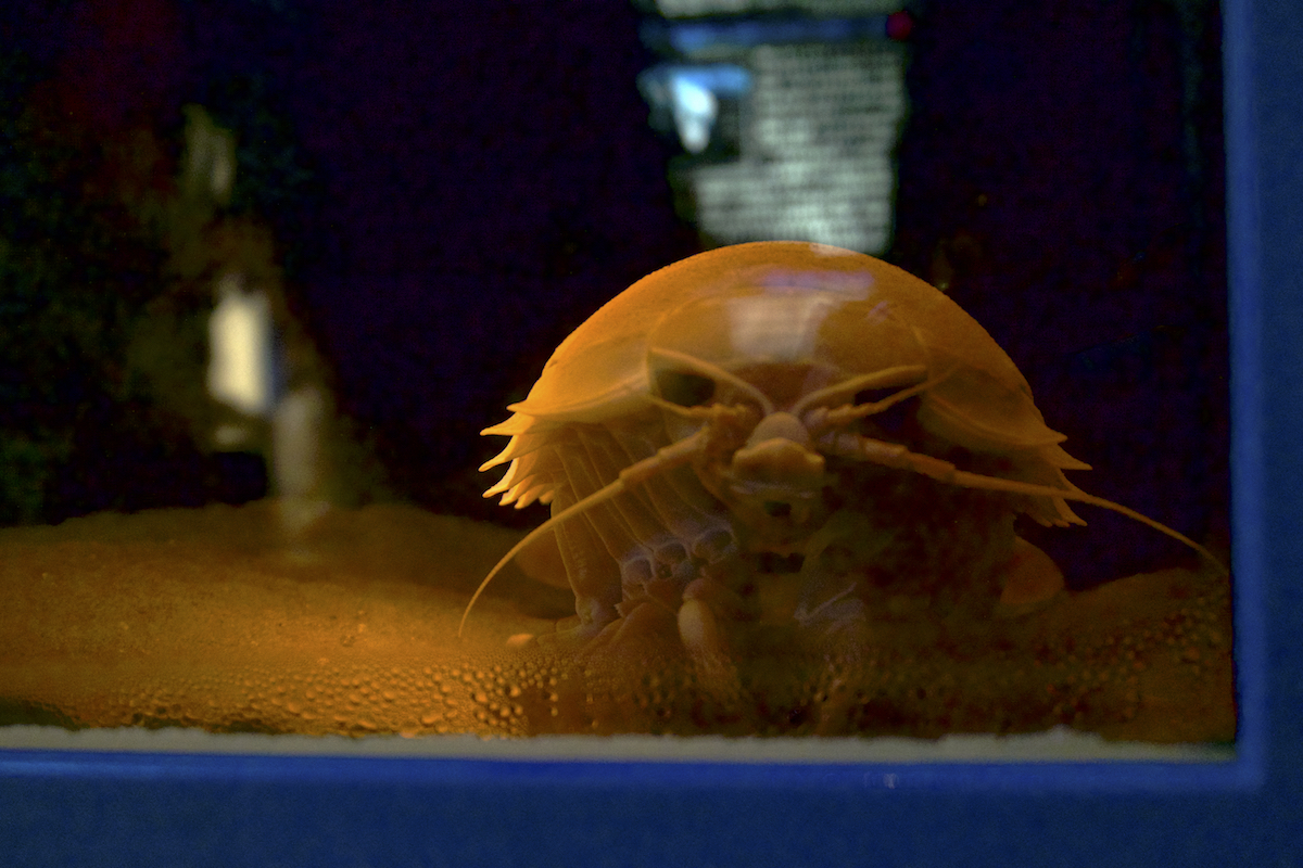 The real-life locations for "Kemono Friends" | JMAG NEWS